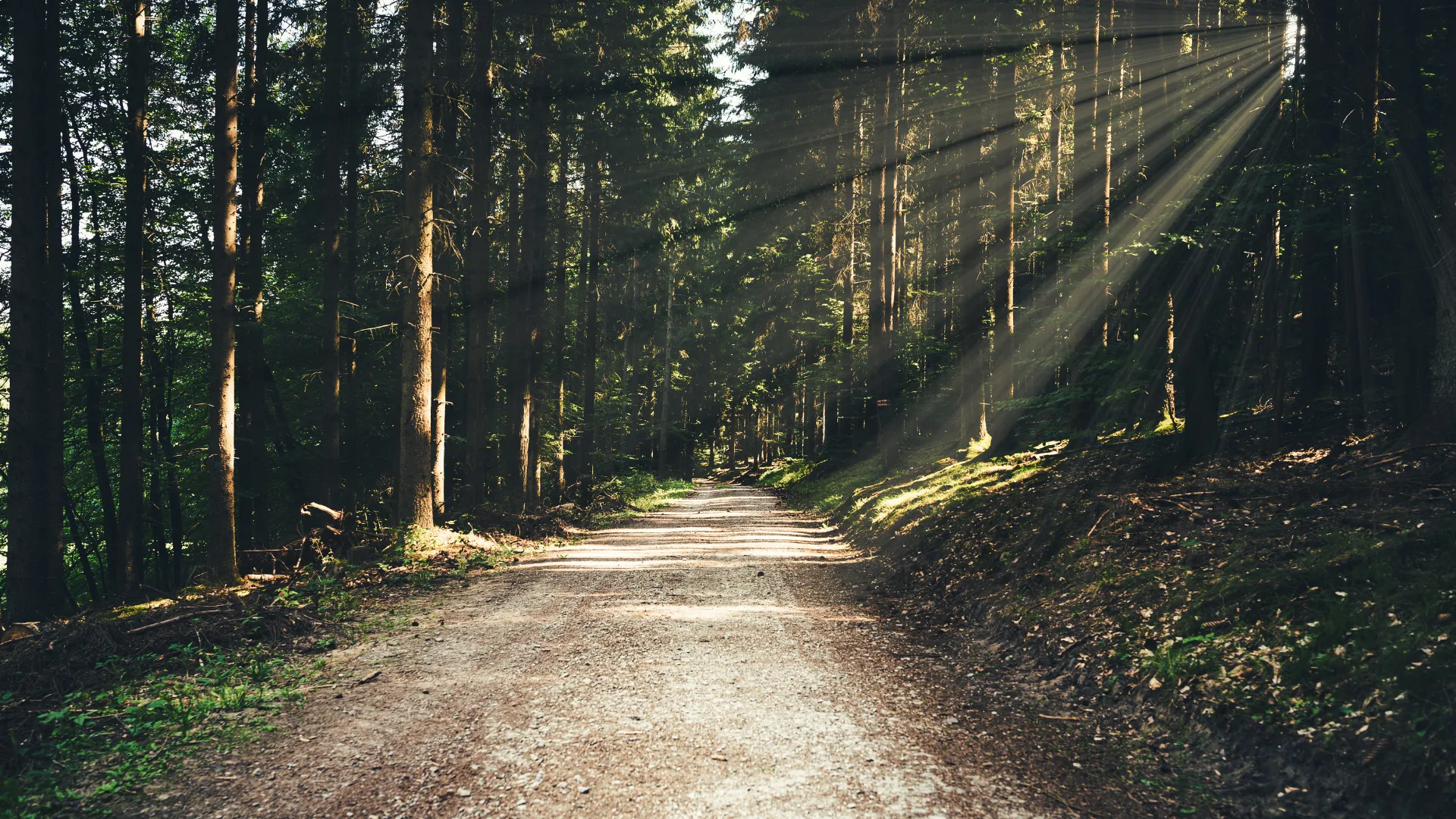 Compassionate Psychologist | Kat Cunningham Psychotherapy Services